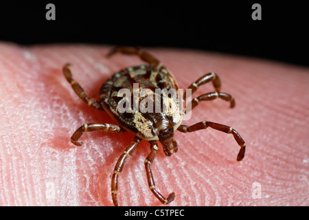 Tick on skin Stock Photo - Alamy