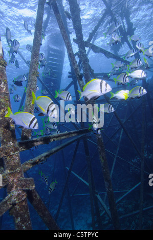 Doublebar Bream (Acanthopagrus bifasciatus Stock Photo - Alamy