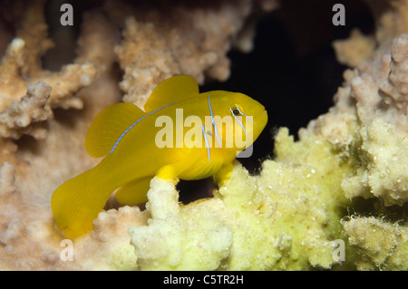Lemon coral goby fish (Gobiodon citrinus) underwater on stony coral in ...