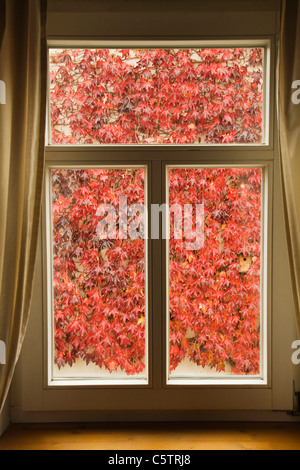 Autumn: Virginia creeper through a window Stock Photo - Alamy