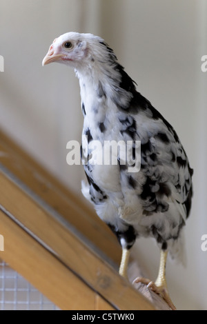 Exchequer Leghorn Chicken Stock Photo - Alamy