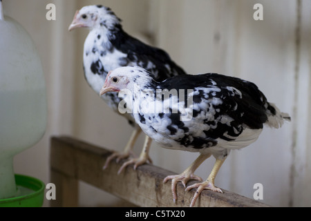 Exchequer Leghorn Chicken Stock Photo - Alamy
