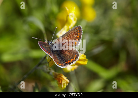 Brown Argus butterfly on Birdsfoot Trefoil. Hurst Meadows, West Molesey ...