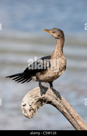 Cape cormorant Phalacrocorax capensis, Bird Island, Lamberts Bay, west ...