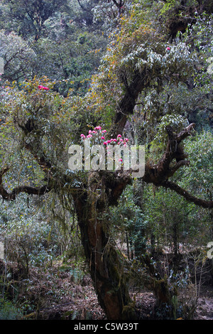 Rhododendron trees that make up the forests between Gorepani and ...