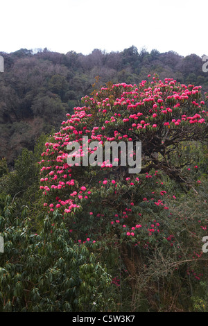 Rhododendron trees that make up the forests between Gorepani and ...