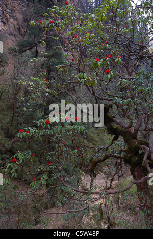 Rhododendron trees that make up the forests between Gorepani and ...