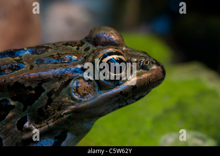 Leopard Frog Close-up Stock Photo - Alamy