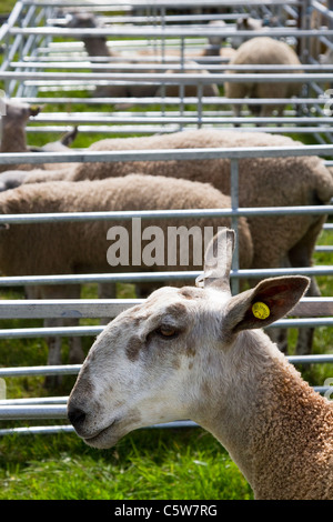 Bluefaced Leicester sheep a long wool breed developed in Dishley ...