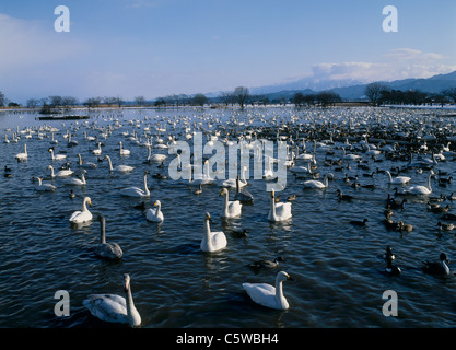 Swan and Duck at Lake Hyoko, Agano, Niigata, Japan Stock Photo - Alamy