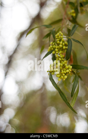 "Fruits" of African Sumac tree Stock Photo - Alamy