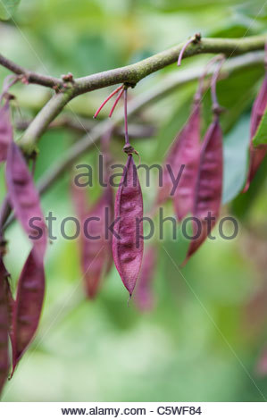 Seed Pods of the Judas Tree, Cercis siliquastrum, Fabaceae Stock Photo ...