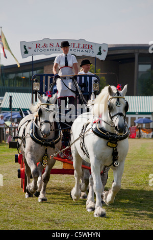 Heavy Horse Turnouts at the Bakewell Show, Bakewell, Derbyshire ...