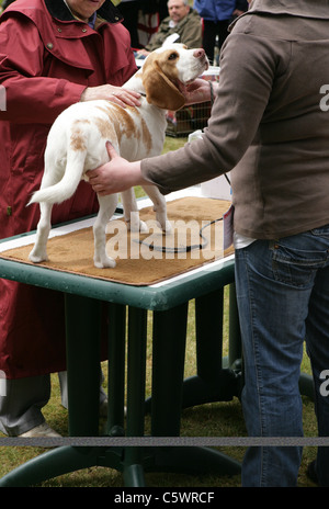 Beagle being judged in dog show Stock Photo - Alamy