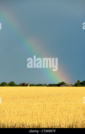 rainbow above a corn field Stock Photo - Alamy