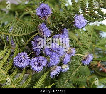 The blue flowers of the Sheep's bit or sheep scabious (Jasione montana ...