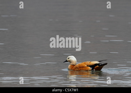 Ruddy Shelduck or Brahmany Duck at Pangong Tso, Ladakh, India Stock ...