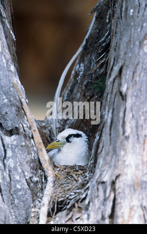 white-tailed tropicbirds, Phaethon lepturus, fly into Halemaumau Crater ...