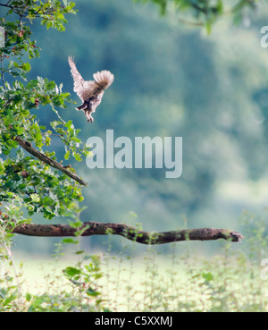 owl swooping down Stock Photo - Alamy