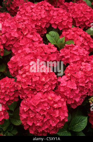 Hydrangea macrophylla 'Eldorado' red hydrangeas plant plants flower ...