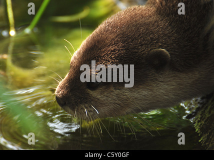 Otter Drinking Water Stock Photo - Alamy