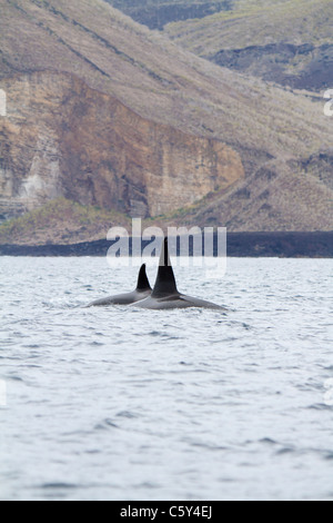 Orca (Orcinus orca) female dorsal fins, East Falkland Island, Falkland ...