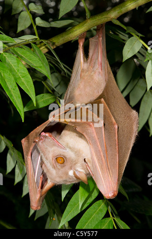 Female hammerhead fruit bat (Hypsignathus monstrosus) roosting in rain ...