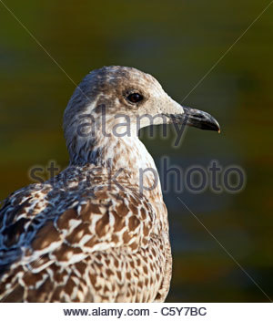 The mottled brown plumage of a juvenile Herring Gull. One of the larger ...