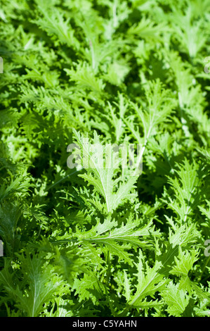 Red Komatsuna / Suehlihung growing in a vegetable bed on a farm in New ...