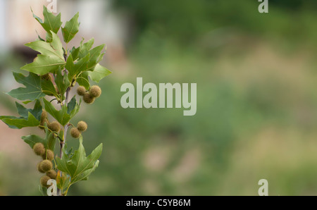 Branch of sycamore wood and blurred green background Stock Photo - Alamy