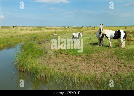 Cliffe Marsh, Isle of Grain, Hoo Peninsular, Kent, The proposed ...