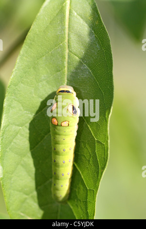 The larva of the Spicebush Swallowtail butterfly (Papilio troilus) is ...