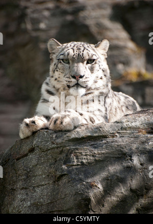 Snow Leopard lying on rock Stock Photo - Alamy