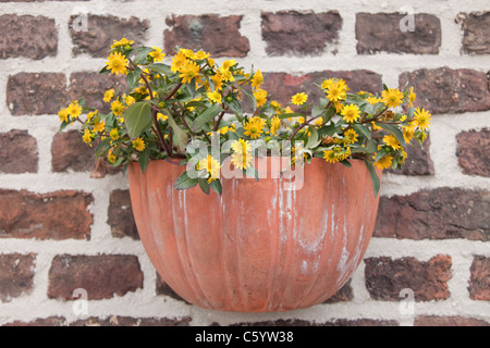 Hanging basket against a brick wall, containing bidens, geraniums ...