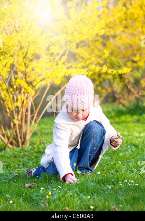 Happy small girl gather gowan flowers near blossoming yellow Forsythia ...