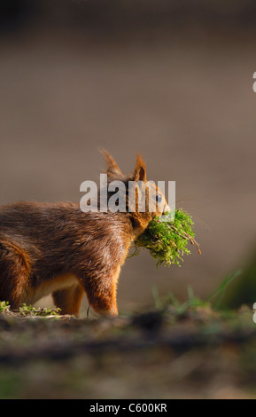 RED SQUIRREL drey or nest Sciurus vulgaris in Maritime Pine tree Pinus ...
