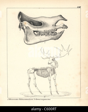 Skeleton of an extinct Irish Elk Stock Photo - Alamy
