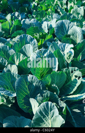 Rows of Cabbages, Brassica oleracea capitata, - including 'Primo' and ...