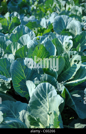 Rows of Cabbages, Brassica oleracea capitata, - including 'Primo' and ...