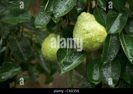 Agriculture - Bartlett pear tree in full bloom with orchard in ...