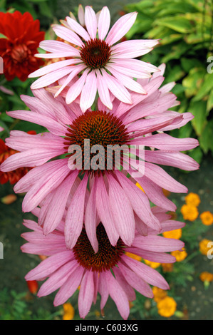 Cone flowers close up Echinacea purpurea Stock Photo - Alamy