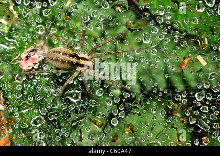 Common labyrinth spider (Agelena labyrinthica) is widespread in Europe ...