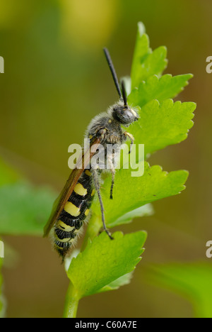 Close up male parasitic wasp Ichneumon xanthorius family ichneumon ...