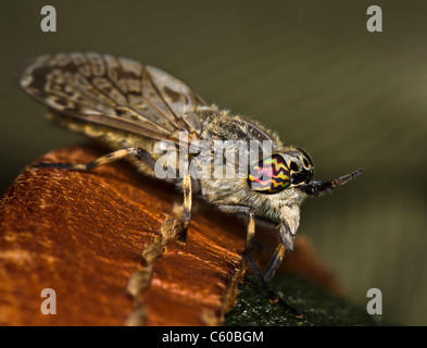 Notch horned cleg fly female horse fly Haematopota pluvialis Tabanidae ...