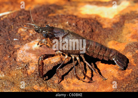 red swamp crawfish (Procambarus clarkii) poised for attack in the ...