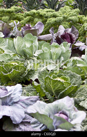 Cabbage and kale growing in an allotment, England, UK Stock Photo - Alamy