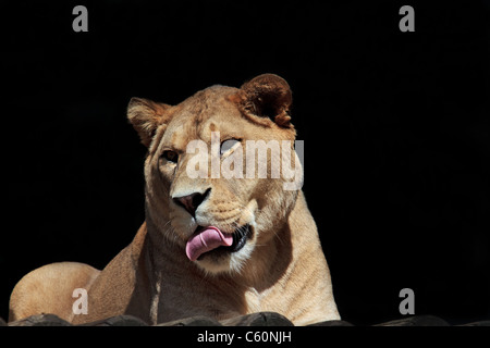The Barbary or Atlas lion is the largest subspecies of lion. A male can ...