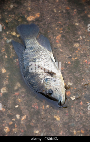 Fish stranded after flood retreat, Kruger national park, South Africa ...