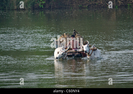Loading silt from Vennar River Thanjavur Tamil Nadu South India Stock ...