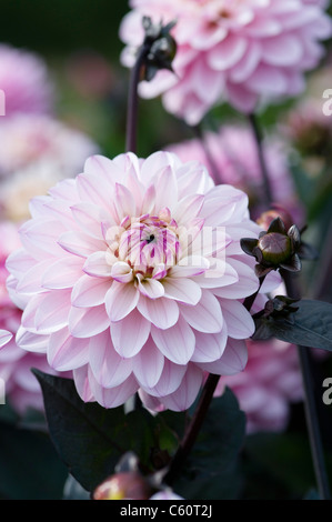 Dahlia (Melody Harmony) close-up natural flower portrait Stock Photo ...
